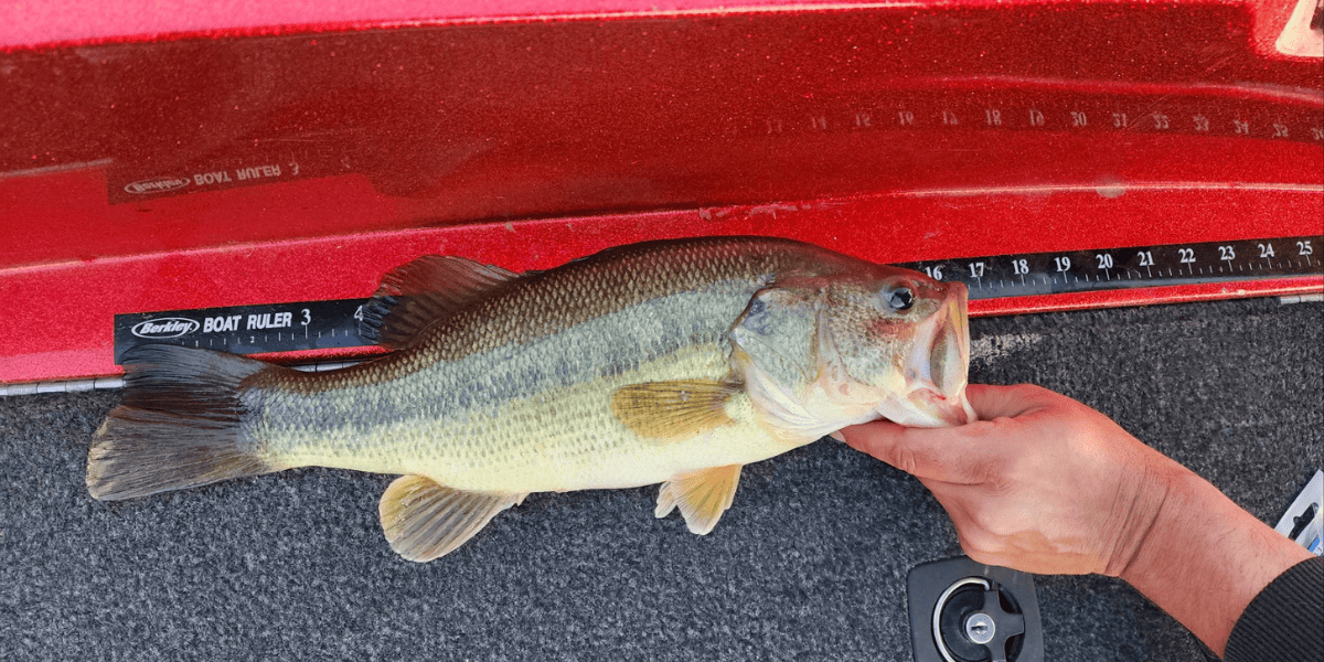 Bass Fishing Tips for Beginners: Boost Your Success - The Bass Boyz