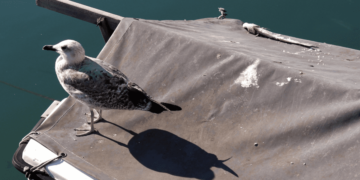 Selecting the Right Boat Cover: The Essential Guide - The Bass Boyz